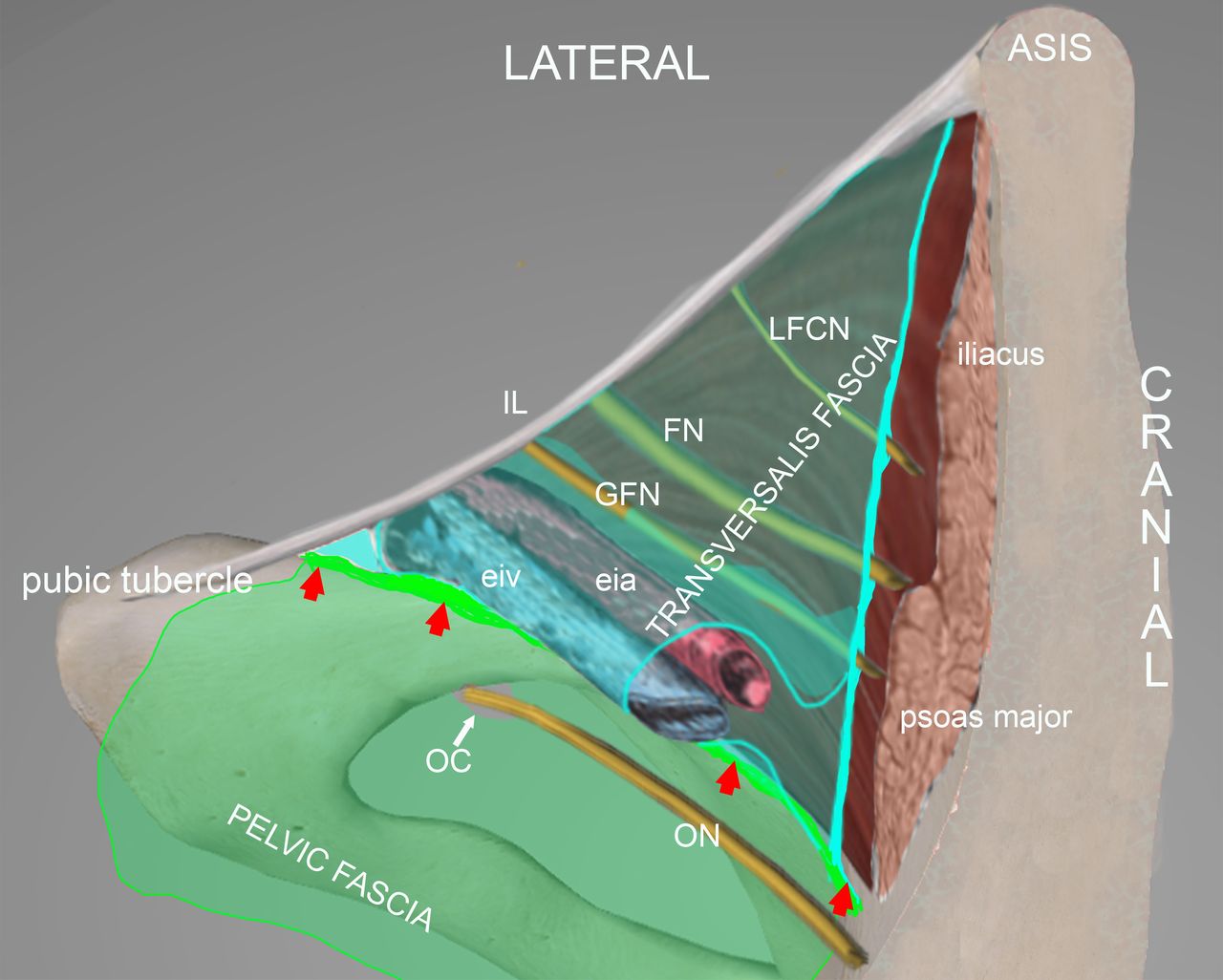 Anatomical considerations for obturator nerve block with fascia iliaca ...